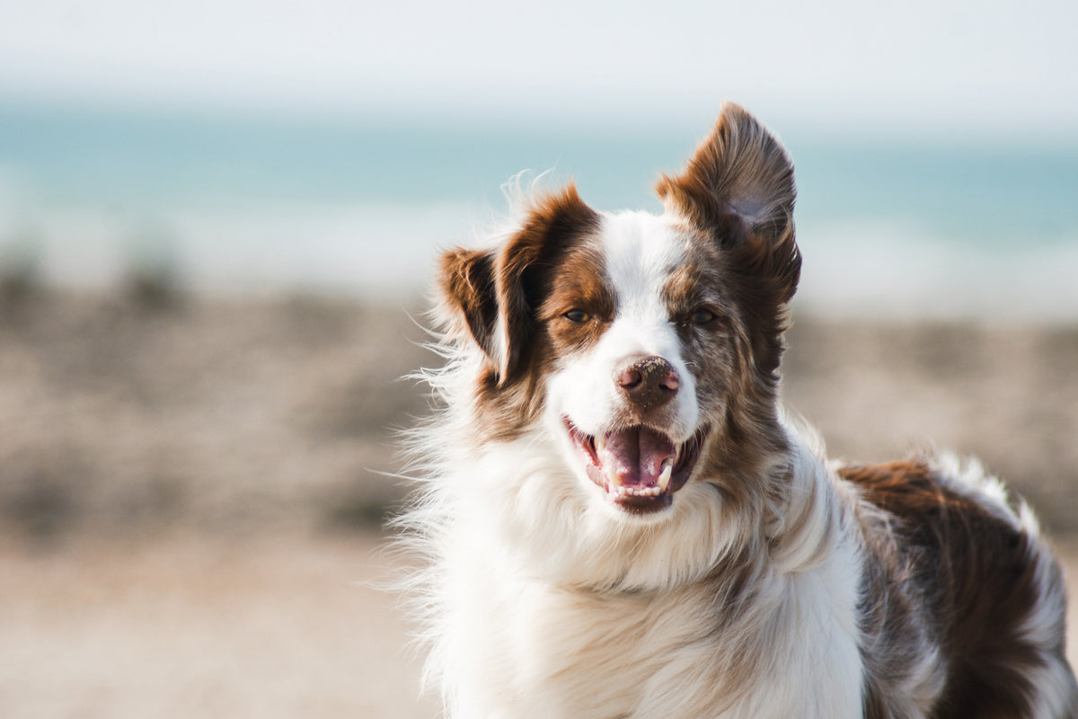 Tick Prevention Guide: Safeguarding Dogs from Ticks – Dog Standards